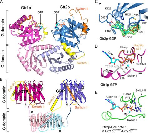 Crystal Structure Of The Gtr1pgtp Gtr2pgdp Protein Complex Reveals