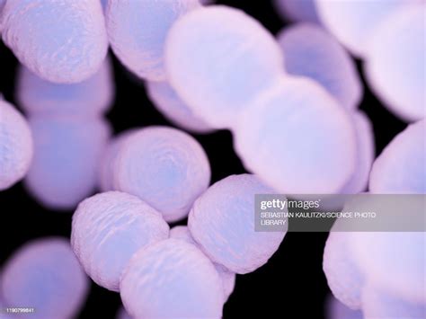 Enterococcus Bacteria Illustration High Res Vector Graphic Getty Images