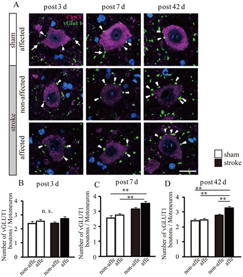 The Number Of Vglut1 Positive Boutons On Motoneurons After Stroke A