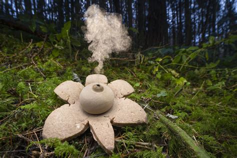 Fallen Star Biographic