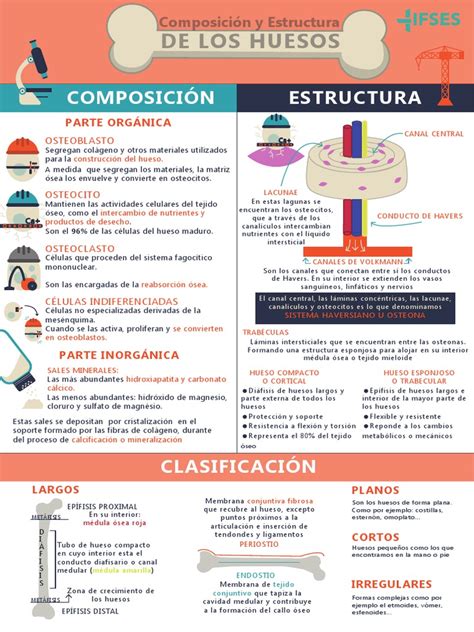 Composición Y Estructura De Los Huesos Pdf Hueso Sistema Esquelético