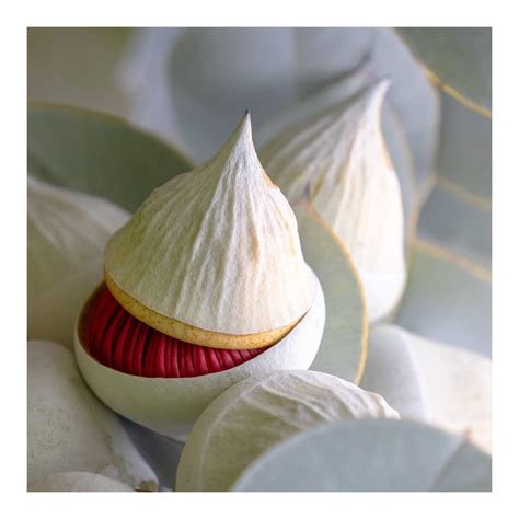 Eucalyptus Macrocarpa • Off Pen Publishing