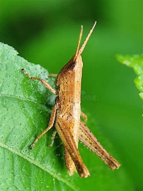 Small Brown Grasshopper On A Vibrant Green Leaf Detailed Macro Shot Of