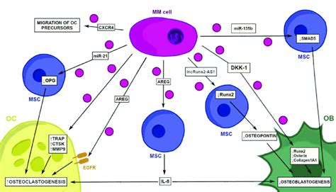 The Influence Of Mm Evs On Osteolysis And Bone Formation Induction Of