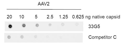 Monorab™ Aav2 Intact Particle Antibody 33g5 Mab Rabbit 金斯瑞生物科技有限公司