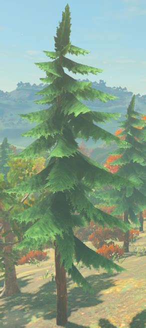 File Botw Cedar Tree Model Png Zelda Wiki
