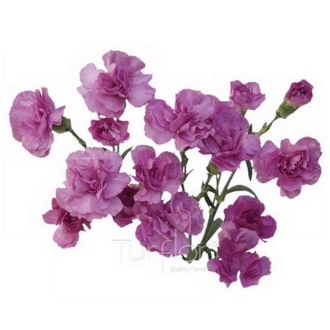 Mini Clavel Andean Flowers And Fruits Of Colombia