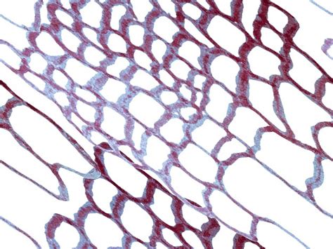 Premium Photo Crocodile Seamless Pattern Hand Drawn Crocodile