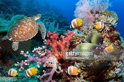 Green Sea Turtle Over Coral Reef Tortue Tortue De Mer Sous Marin