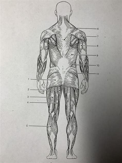 Anatomy Muscle Diagram Posterior Diagram Quizlet