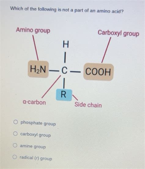 Solved Which Of The Following Is Not A Part Of An Amino Acid