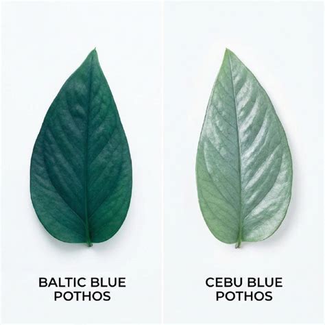 Complete Guide To Baltic Blue Pothos Care And Growth