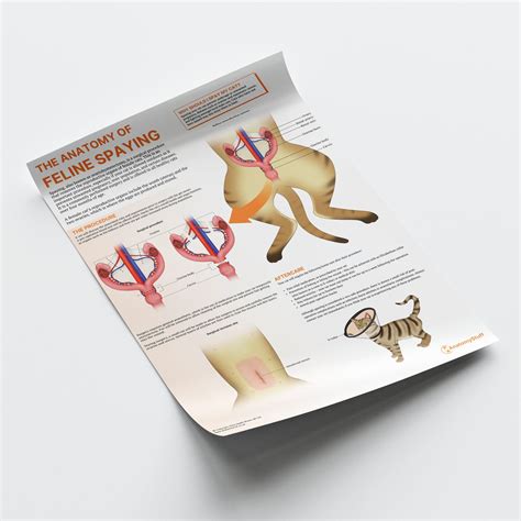 The Anatomy Of Feline Spaying Chart Poster Laminated Anatomystuff
