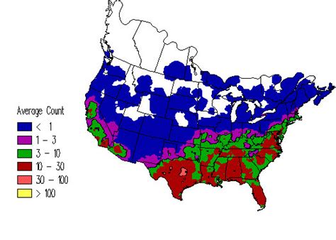 Northern Mockingbird Ebirdr