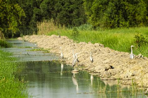 The Role Of Wetlands In Ecosystem Based Disaster Risk Reduction Eco