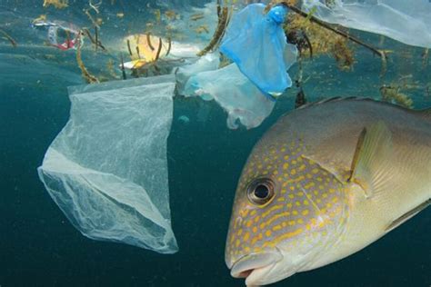 Signify Is Committed To Achieving Plastic Free Packaging For Consumer