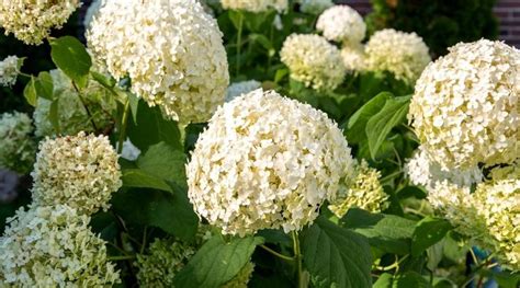 Tips For Getting Overwintered Hydrangeas To Rebloom