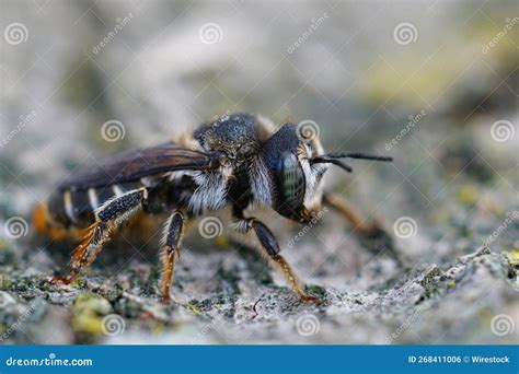 Closeup Of A Female Mediterranean Wood Boring Bee Lithurgus Chrysurus