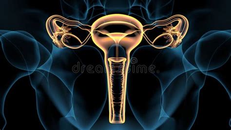 3d Illustartion Of Female Reproductive System Anatomy Stock Illustration Illustration Of Full