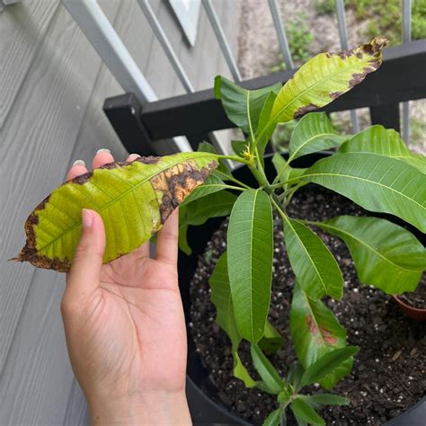 🥭 Mango Ultimate Guide To Fertilizing