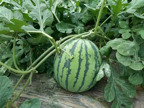 麒麟西瓜商标云南麒麟西瓜无籽麒麟西瓜第7页大山谷图库