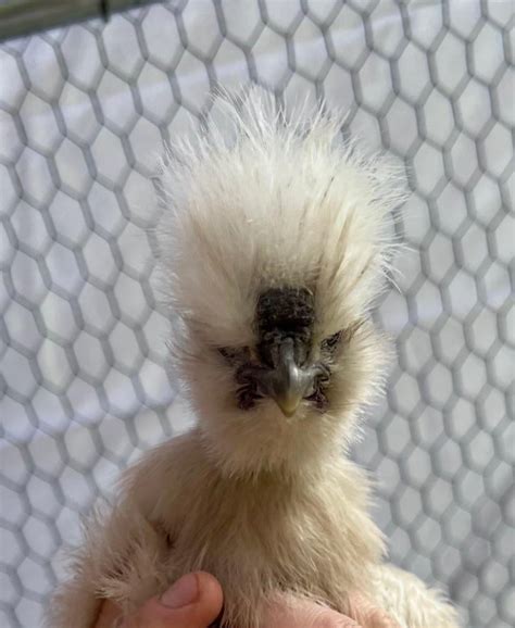 Wondering If Can Anyone Can Help Me Sex These Guys They Are 11 Weeks