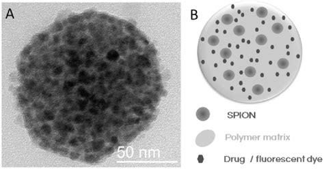 A Tem Image And B Schematic Representation Of A Polymeric