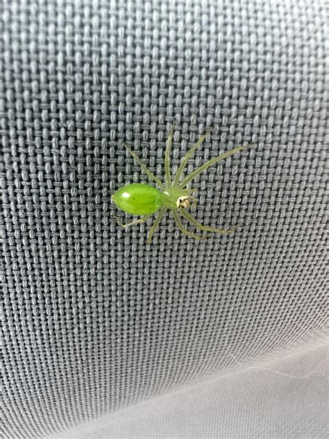 Ill Name Him Pickle Rspiders