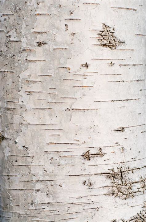 Birch Tree Bark Texture Stock Image Image Of Background 51490903