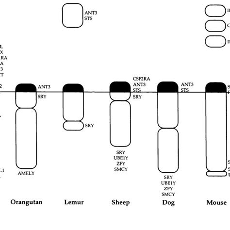 Pdf The Origin And Evolution Of The Pseudoautosomal Regions Of Human