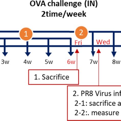 Experimental Schedule Of Ova Sensitization And Immunization In