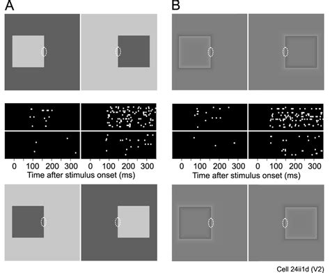 Border Ownership Selective Responses Of A V2 Neuron The Raster Plots