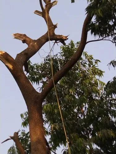 Tree Cutting Service In Mumbai ID