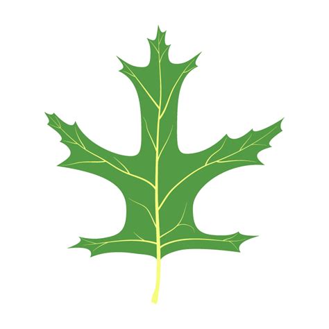 Pin Oak Tree Rowan University Arboretum