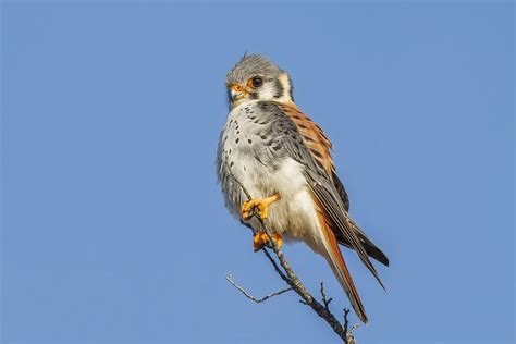 File American Kestrel Falco Sparverius Cinnamominus Male Leona Amarga