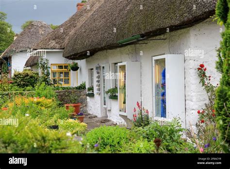 White Cottages With Thatched Roofs And Flower Gardens In Adare Ireland