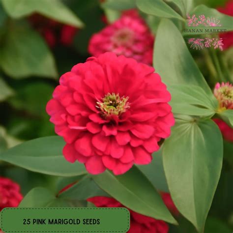 25 Pink Marigold Seeds Rare Blush Cottage Garden Blooms Etsy