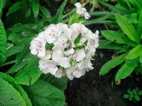 Explorator Prin Viata Garofite