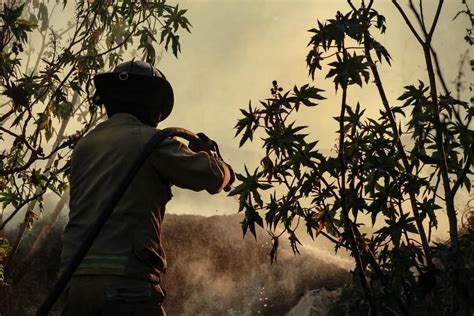 El 95 De Incendios Forestales Son Provocados Noticias De Querétaro
