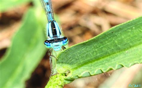 Crawlies With Cri Tule Bluet Damselfly Illinois Valley News
