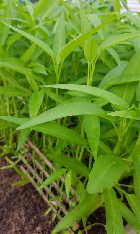 Seeds Kang Kong Water Spinach Convolvulus 空心菜 蕹菜 Ong Choy Weng Cai