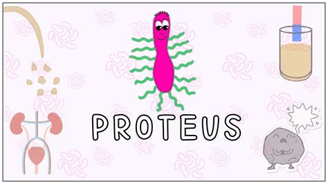 Proteus Spp Lecture