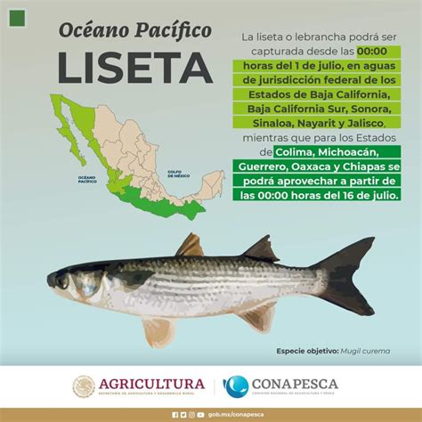 Inicia La Temporada De Pesca De Jaiba Y Liseta En Sinaloa Langosta Y