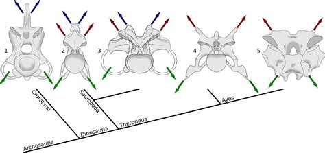 Giraffe Teeth Diagram