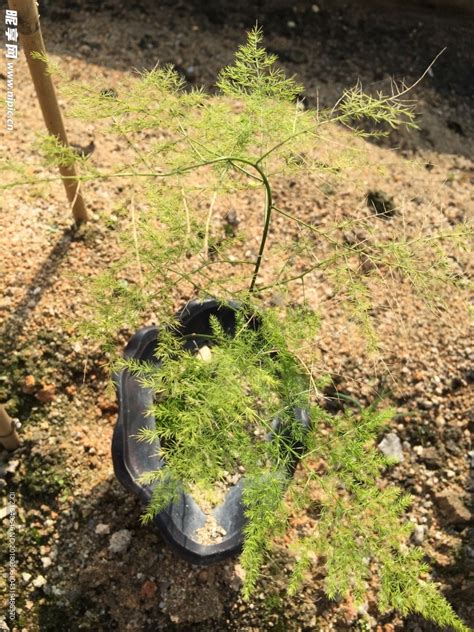 文竹摄影图 花草 生物世界 摄影图库 昵图网