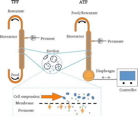 Figure 1 From High Cell Density Perfusion Process Development For