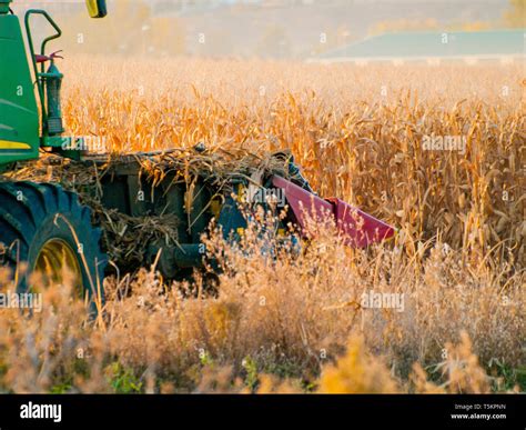 Corn Harvest Wallpaper