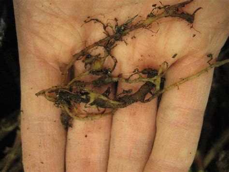 Management Of Root Knot Nematodes In Bedding Plants Nc State