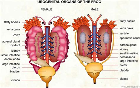 Reproductive System Of A Frog Reproductive System Plant Science