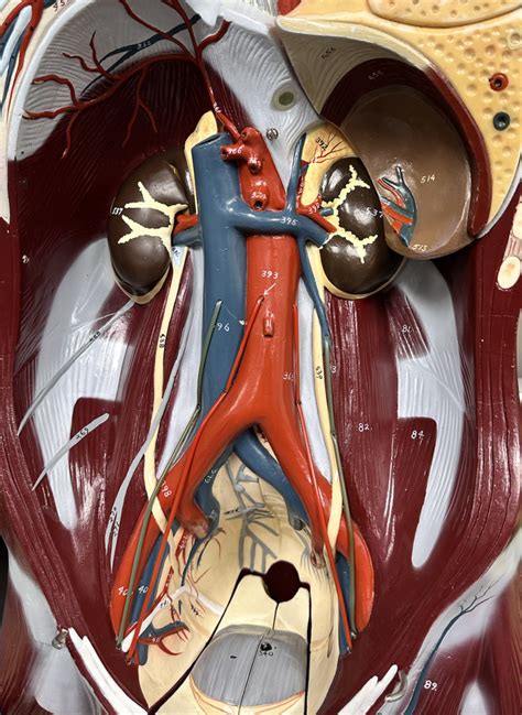 Urinary System Diagram Quizlet Urinary System Diagram Quizlet